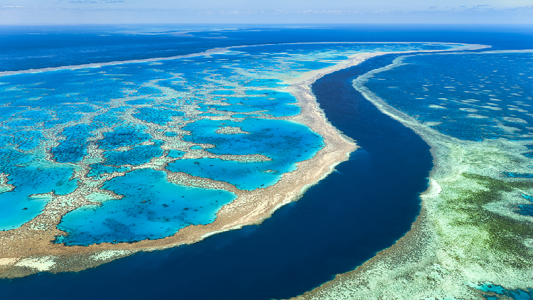 Great Barrier Reef sees fragile coral comeback - CGTN