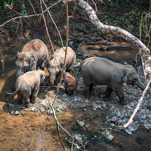 Live: Celebrate World Elephant Day with Asian elephants in Yunnan - CGTN