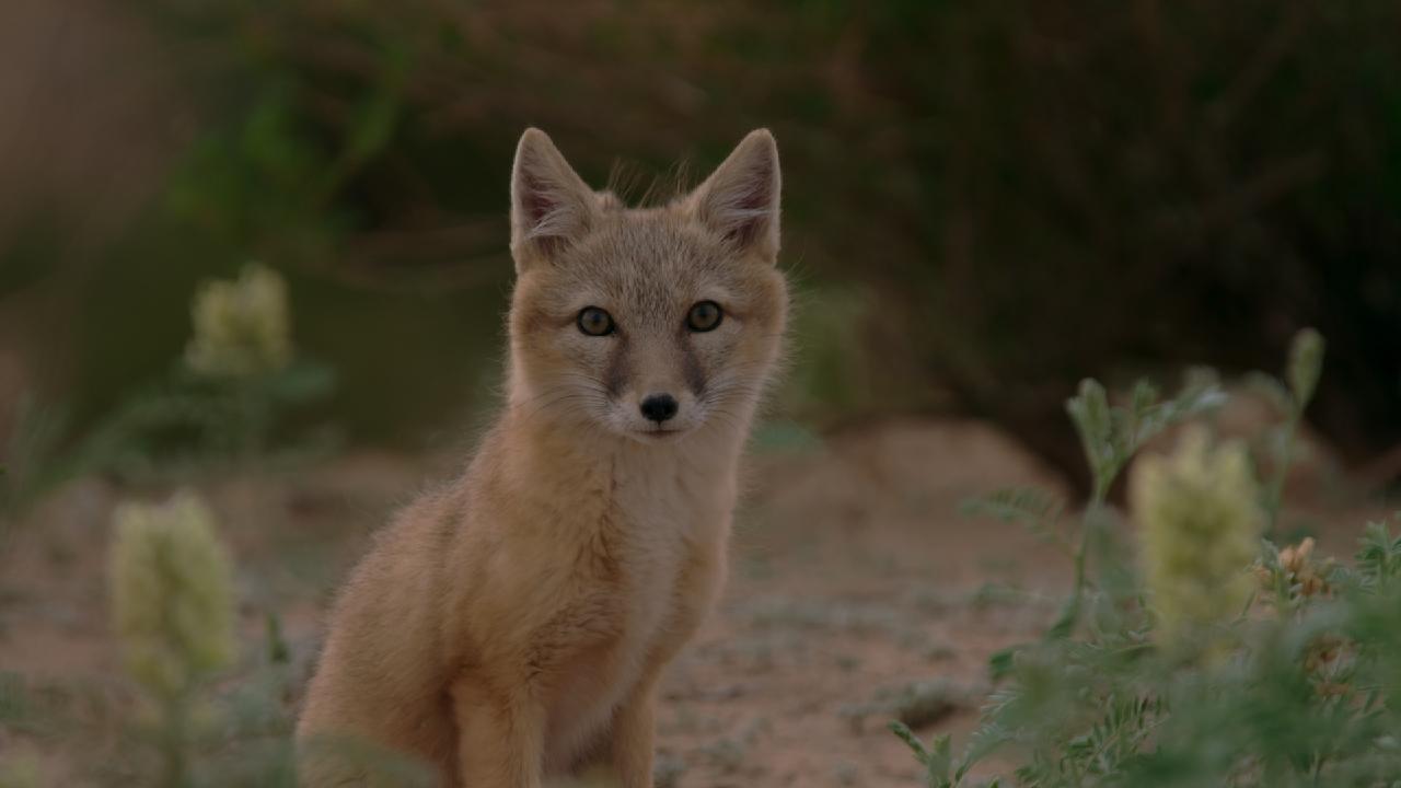 Western Inner Mongolia Series | Episode 8: The corsac fox - CGTN