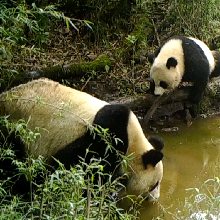 Baby panda and mother spotted three times in same place in four years ...