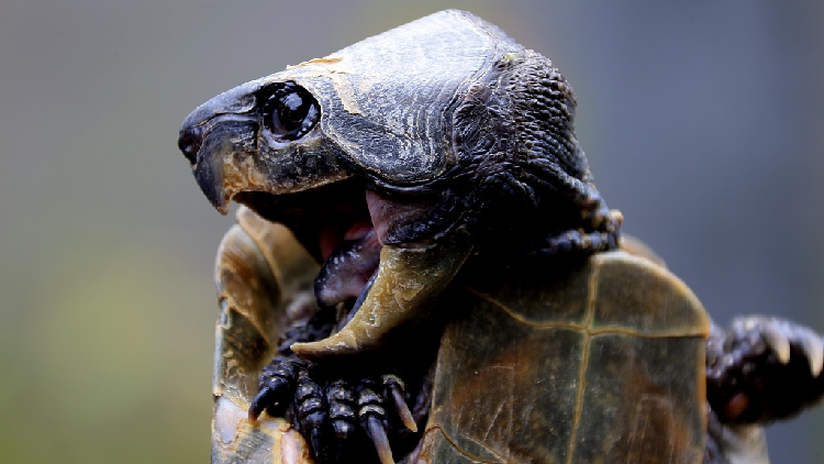 Weird Looking Turtles