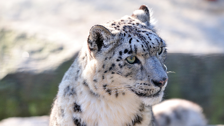 Snow leopard population in China's Qinghai estimated at 1,200 - CGTN