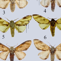 New moth species discovered in SE China - CGTN