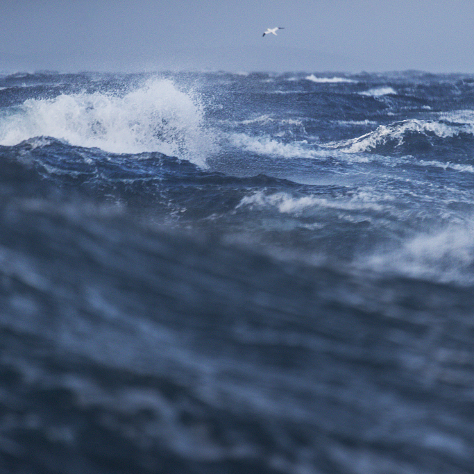 UN 'closer than ever' to high seas biodiversity treaty - CGTN
