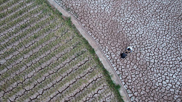 For drought-hit SW China, rain may not bring relief but disaster - CGTN