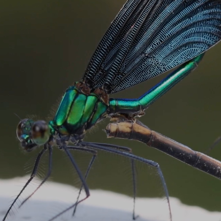 Summer in Beijing Series | Episode 6: Flying elves - CGTN