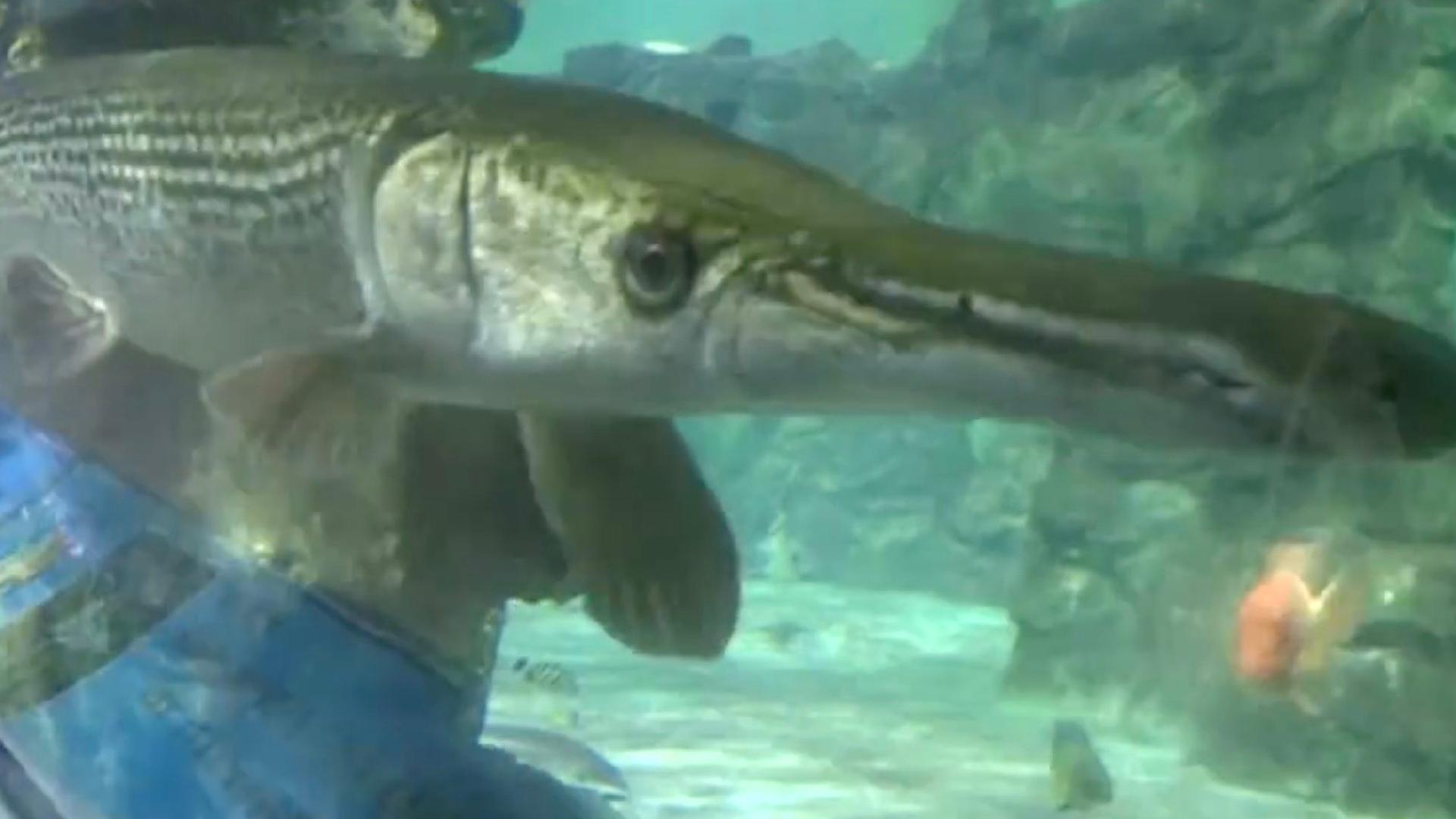 Invasive species alligator gar reported in Chinese cities - CGTN