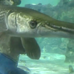 Invasive species alligator gar reported in Chinese cities - CGTN