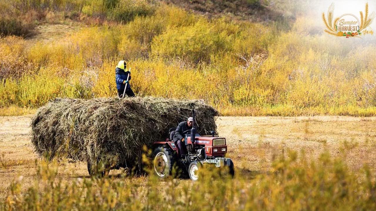 Live: Pasture harvest season in N China's Inner Mongolia - CGTN