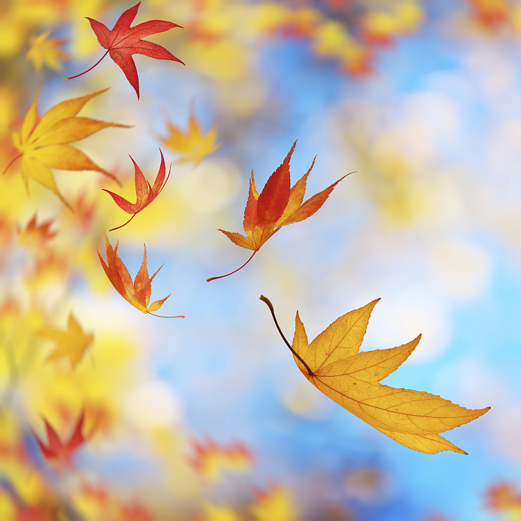 Autumn is coming later and getting shorter since 1991 - CGTN