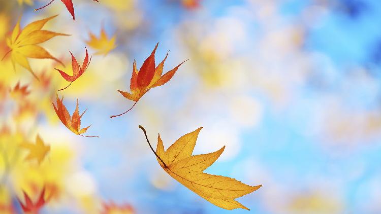 Autumn is coming later and getting shorter since 1991 - CGTN