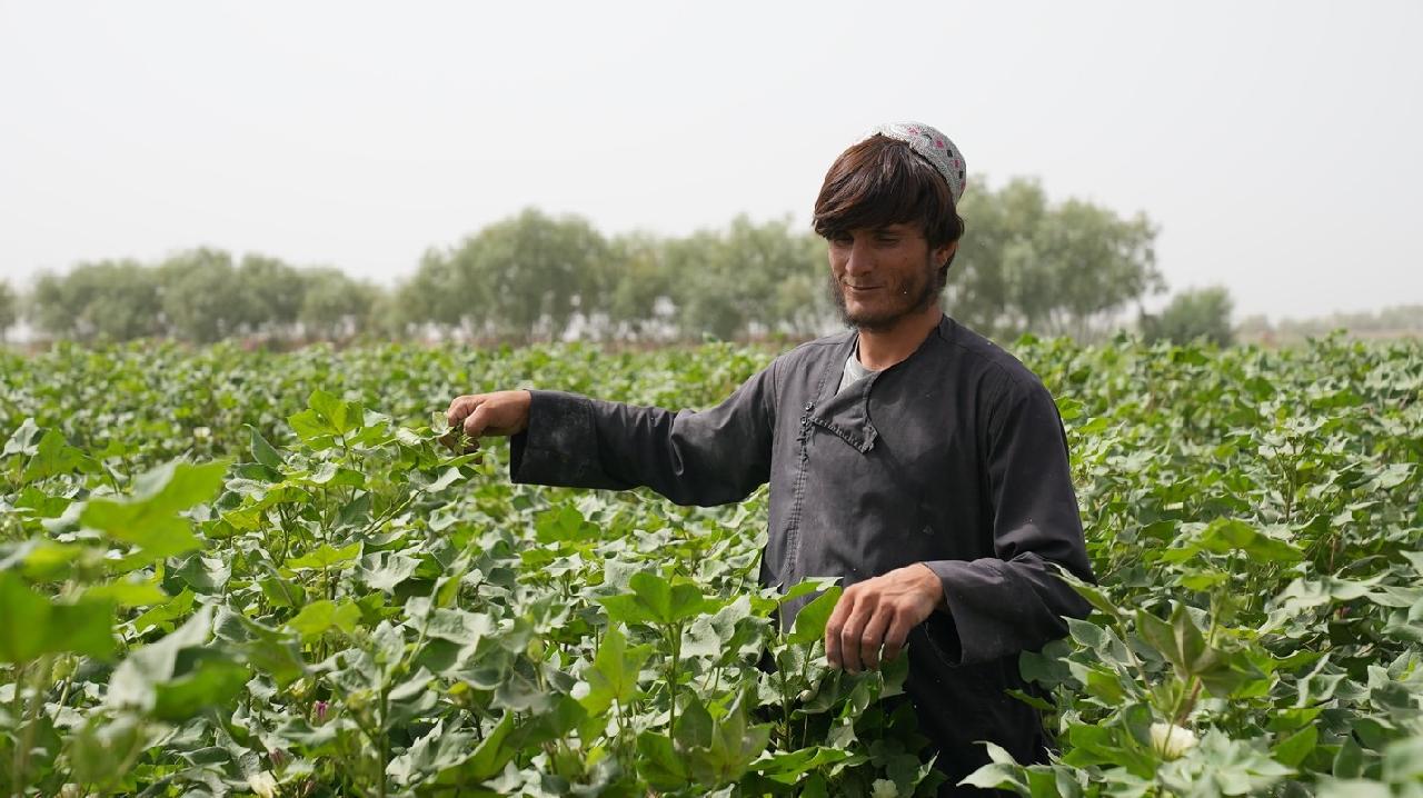 In Pictures: Poppy Eradication and Farmers' Way Out - CGTN