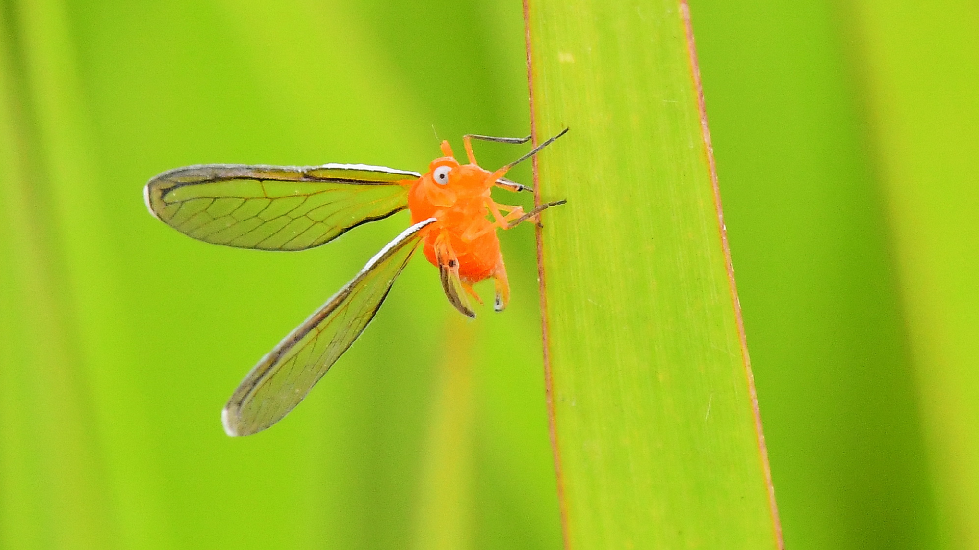 The colorful world of insects hidden in the city - CGTN