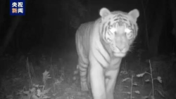 Appearance of Siberian tiger puts NE China county on alert - CGTN
