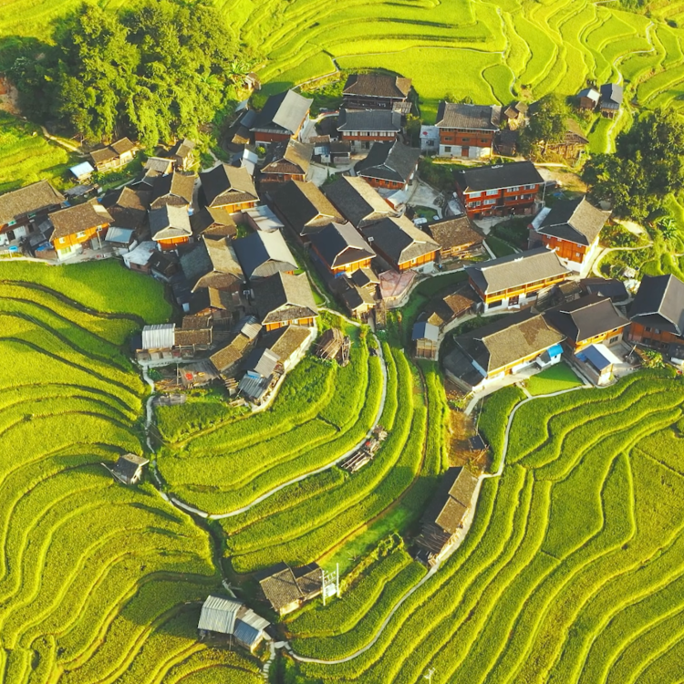 Bird's eye view of Guizhou: Amazing rice terraces - CGTN
