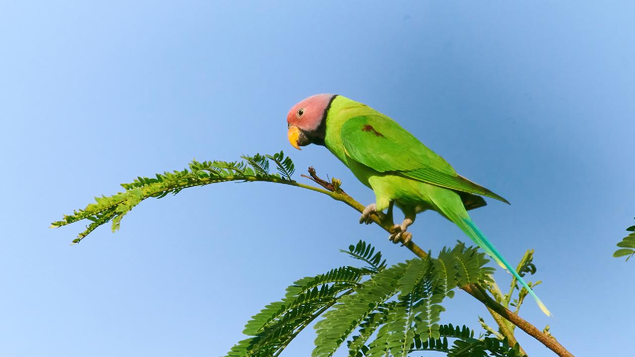 Largest flock of a rediscovered parrot in China captured on camera - CGTN