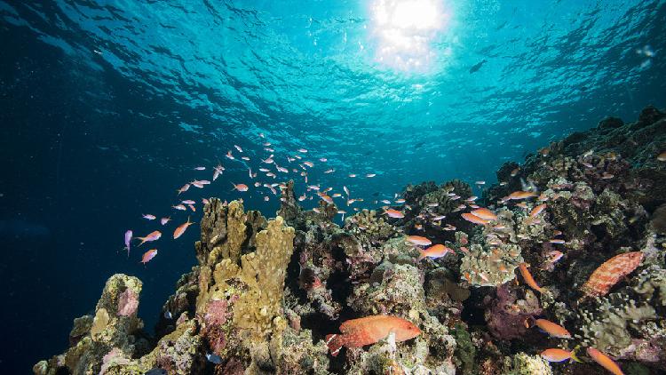 China launches the third nationwide survey of coral reefs - CGTN