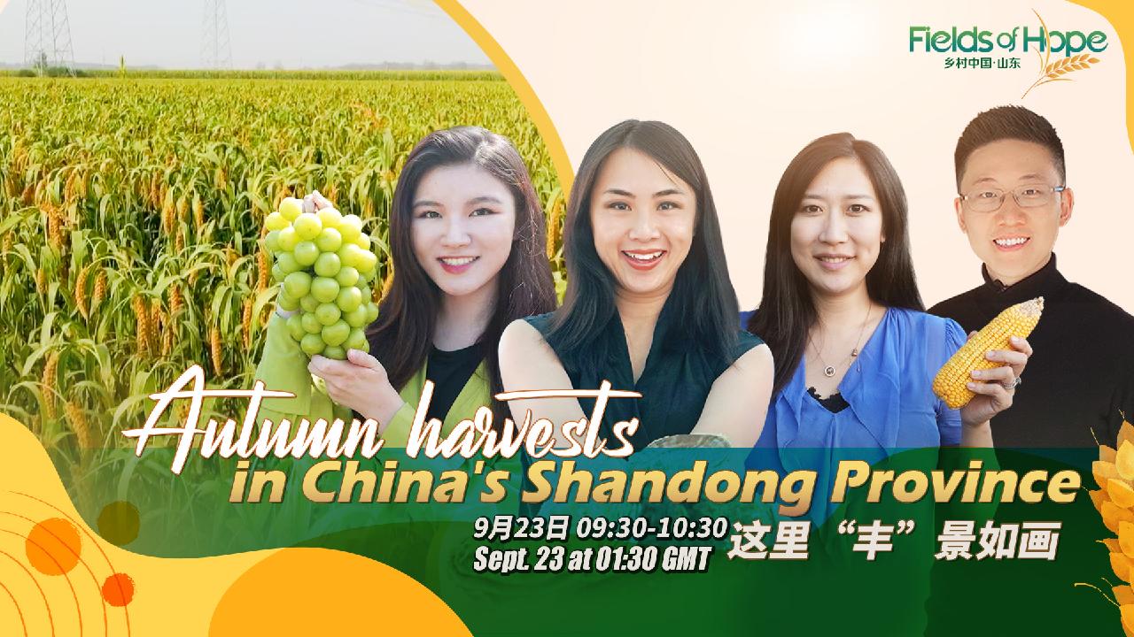 Live: Autumn harvests in China's Shandong Province - CGTN
