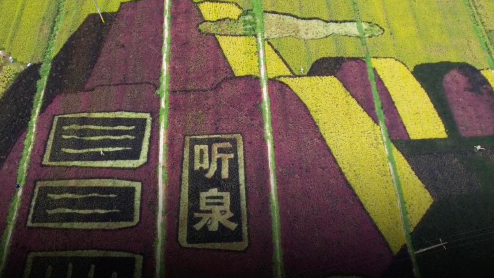 Rice paddy becomes work of art in SW China - CGTN