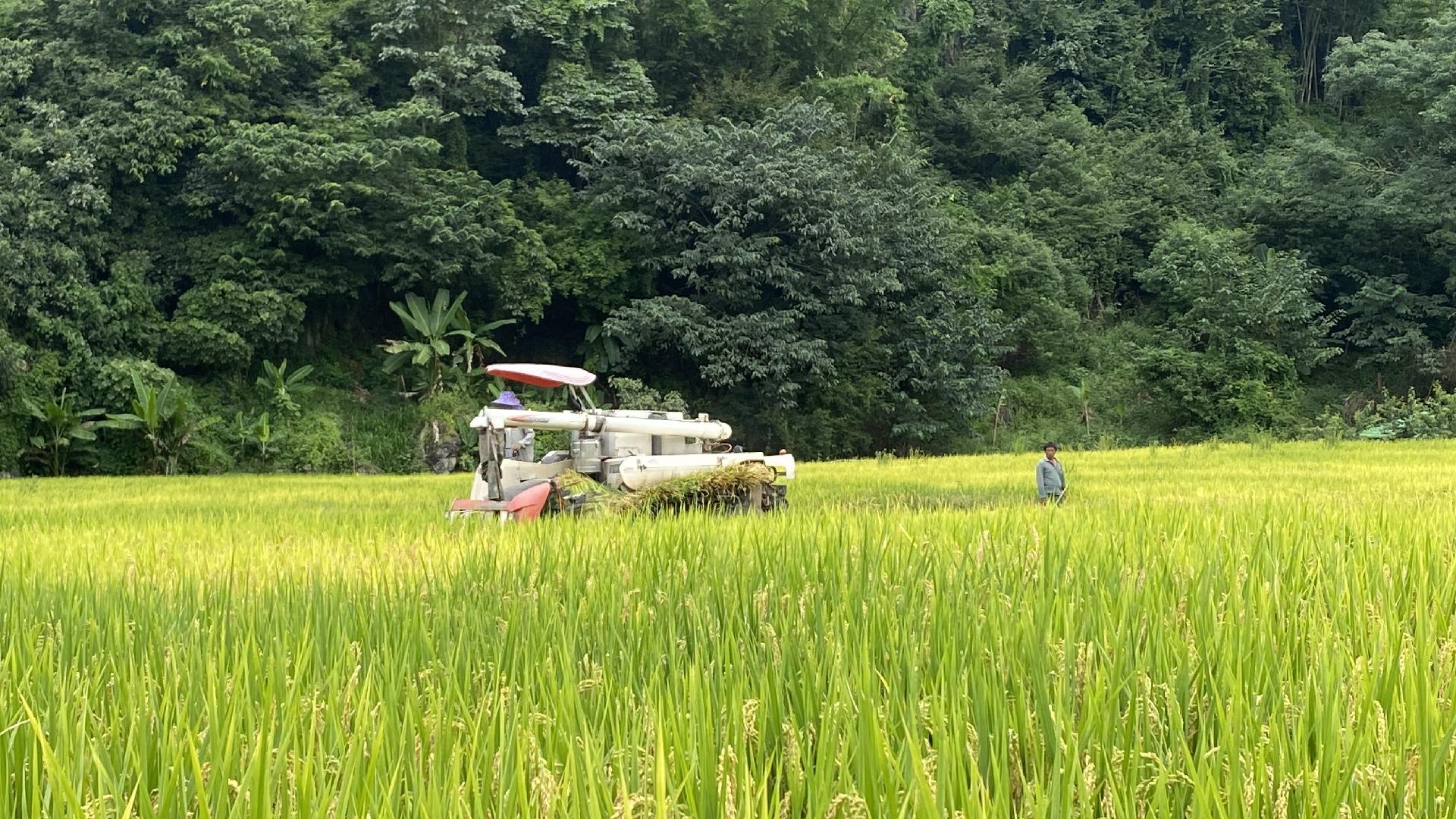 Live: Harvesting paddy rice cultivated in dry land - CGTN
