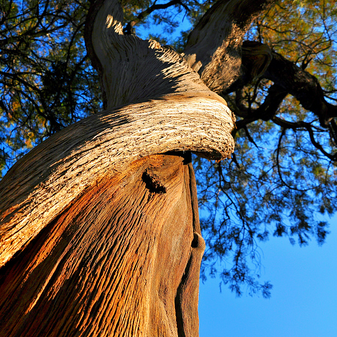 20 ancient tree parks will be built next year in China's capital - CGTN