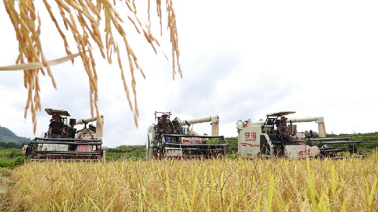 China's crop insurance slashes farmers' losses after record drought - CGTN