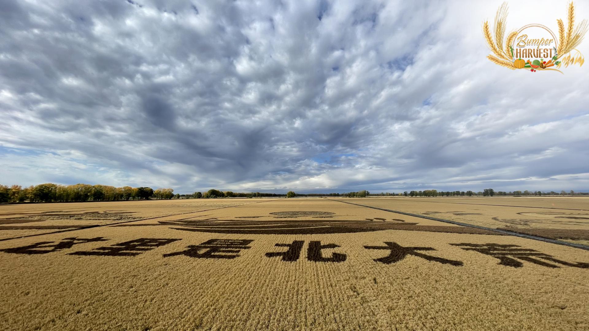 Live: Paddy harvest in full swing in NE China - CGTN