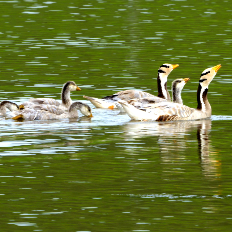 Gannan Series | Episode 4: Collective life - CGTN