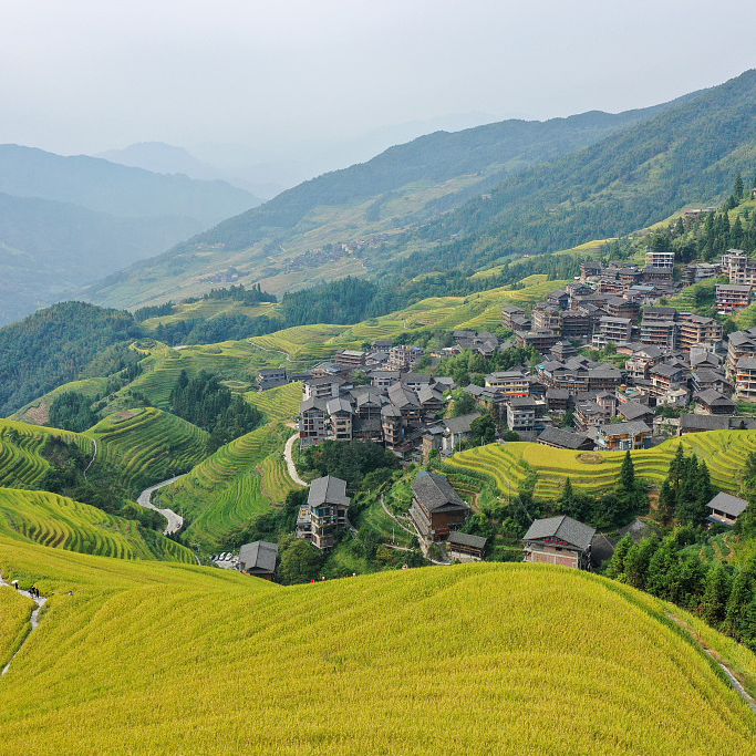Pastoral landscape of golden rice fields in S China - CGTN