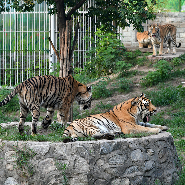 Live: Meet white and Bengal tigers at Xi'an Qinling Wildlife Park - CGTN