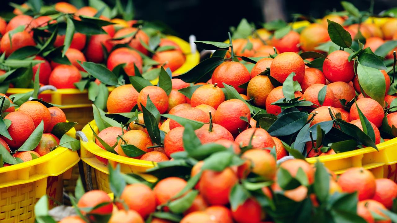 Revival in the Mountains | Episode 13: Citruses are ready - CGTN