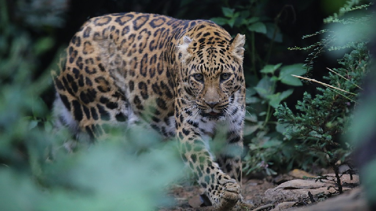 Rare North China leopard spotted wandering in Shanxi forest - CGTN
