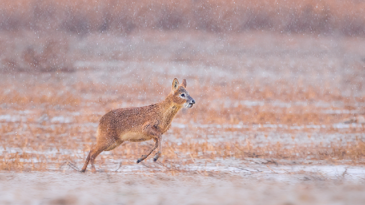 Endangered musk deer spotted in SW China's nature reserve - CGTN