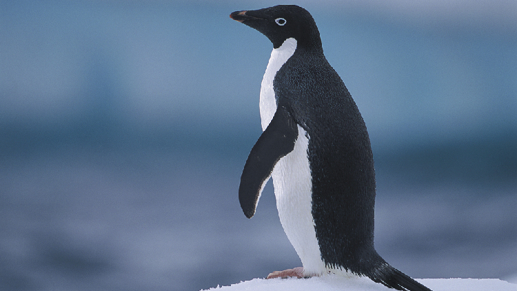 Adelie penguin population off east Antarctic coast in rapid decline - CGTN