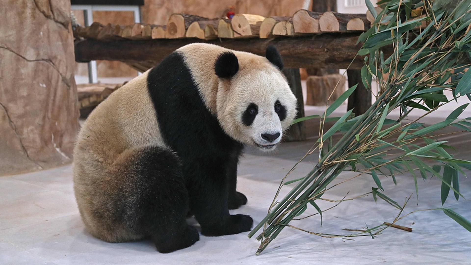 Best living conditions for Chinese giant pandas in Qatar - CGTN