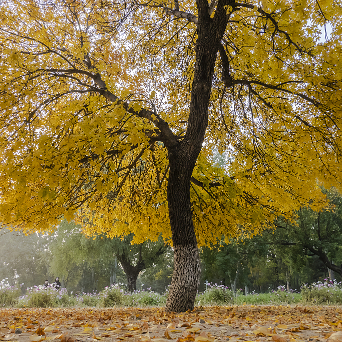 Places to enjoy an awesome autumn in Beijing - CGTN