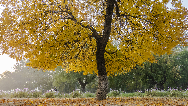 Places to enjoy an awesome autumn in Beijing - CGTN