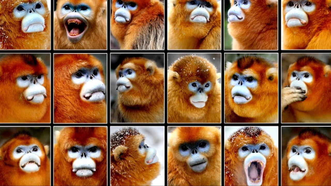 Chinese scientists adopt high-tech techniques in monkey conservation - CGTN