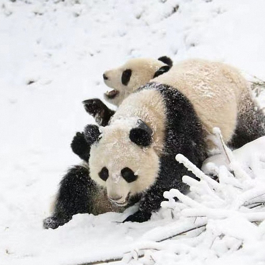Legal protection of Giant Panda National Park to be strengthened - CGTN