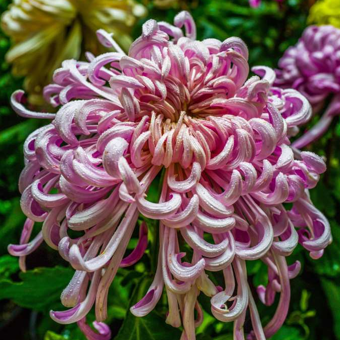 Blooming chrysanthemums on exhibition in SW China - CGTN