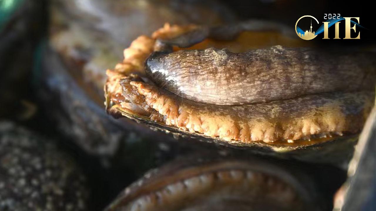 Live: Explore an abalone farm on South Africa's SW coast - CGTN