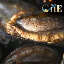 Live: Explore an abalone farm on South Africa's SW coast - CGTN