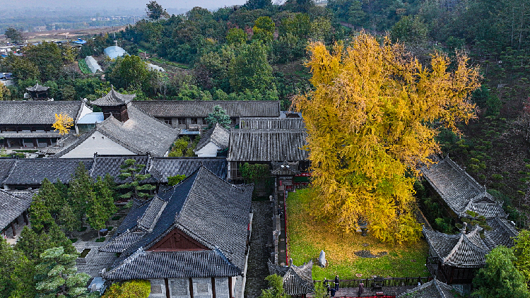 Ancient ginkgo tree welcomes its 'golden' period in NW China - CGTN