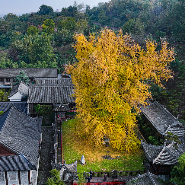 Ancient ginkgo tree welcomes its 'golden' period in NW China - CGTN