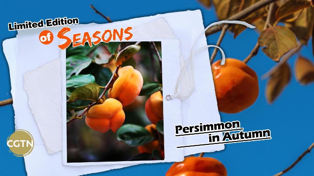 Limited edition of seasons: Persimmon in autumn - CGTN