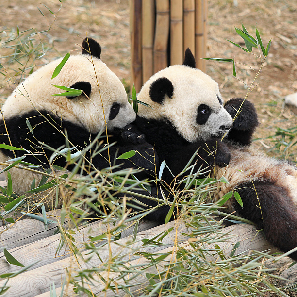 Qinling Giant Panda Science Park to be established in NW China - CGTN