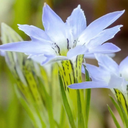 Chaqingsongduo Series | Episode 4: Chasing the sun - CGTN