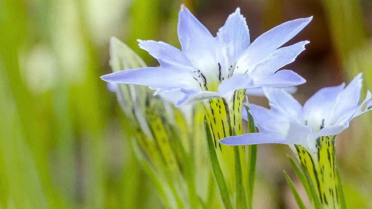 Chaqingsongduo Series | Episode 4: Chasing the sun - CGTN