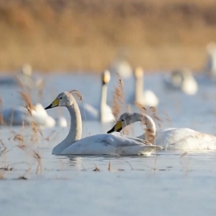 Flocks of migratory birds arrive in wetlands in N China - CGTN