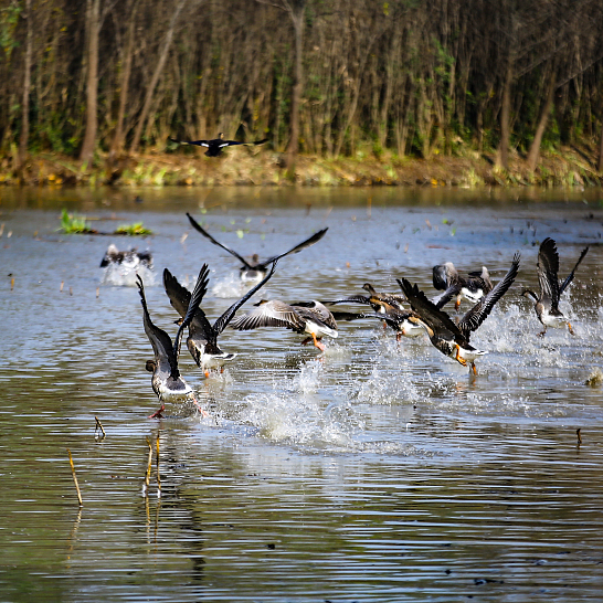 Live: Time for bird watching as egrets prepare for winter - CGTN